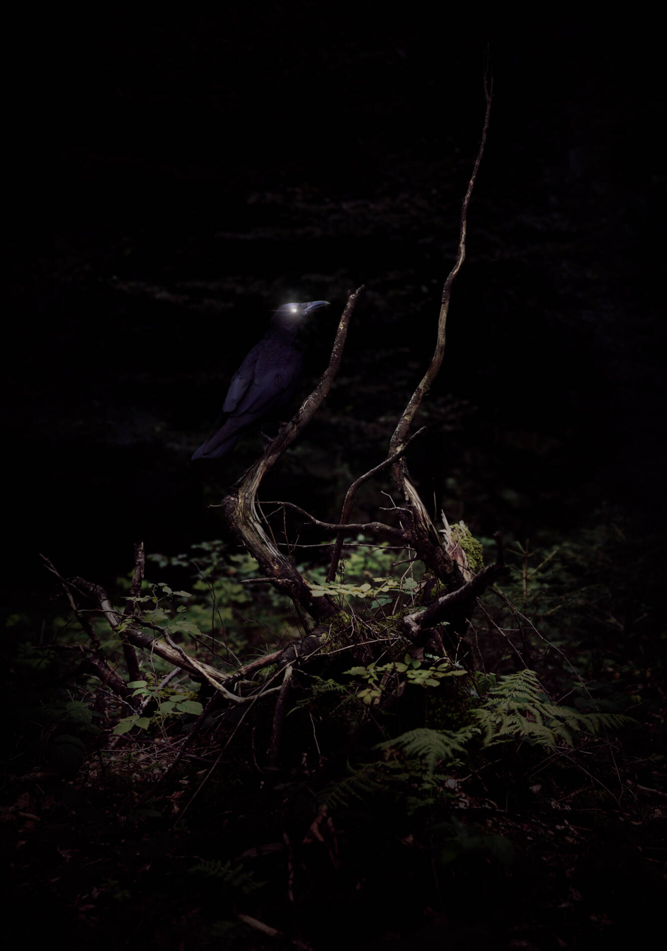 Parasomnia #5 by Audrey Piguet, dark Photography for sale, direct from ...